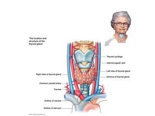 Anatomy & Physiology of Thyroid and parathyroid gland.pptx