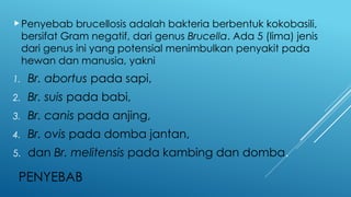 materi penyakit bruselosis pada hewan ternak.pptx