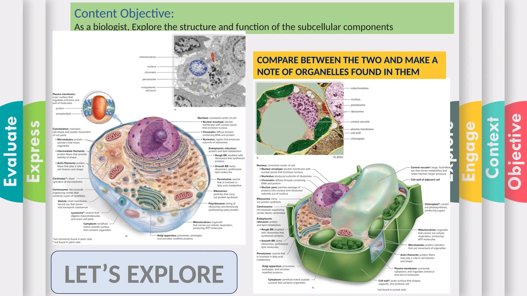 2.2 POWERPOINT AP BIO for grade 10,11 or 12 | PPTX | Biological ...