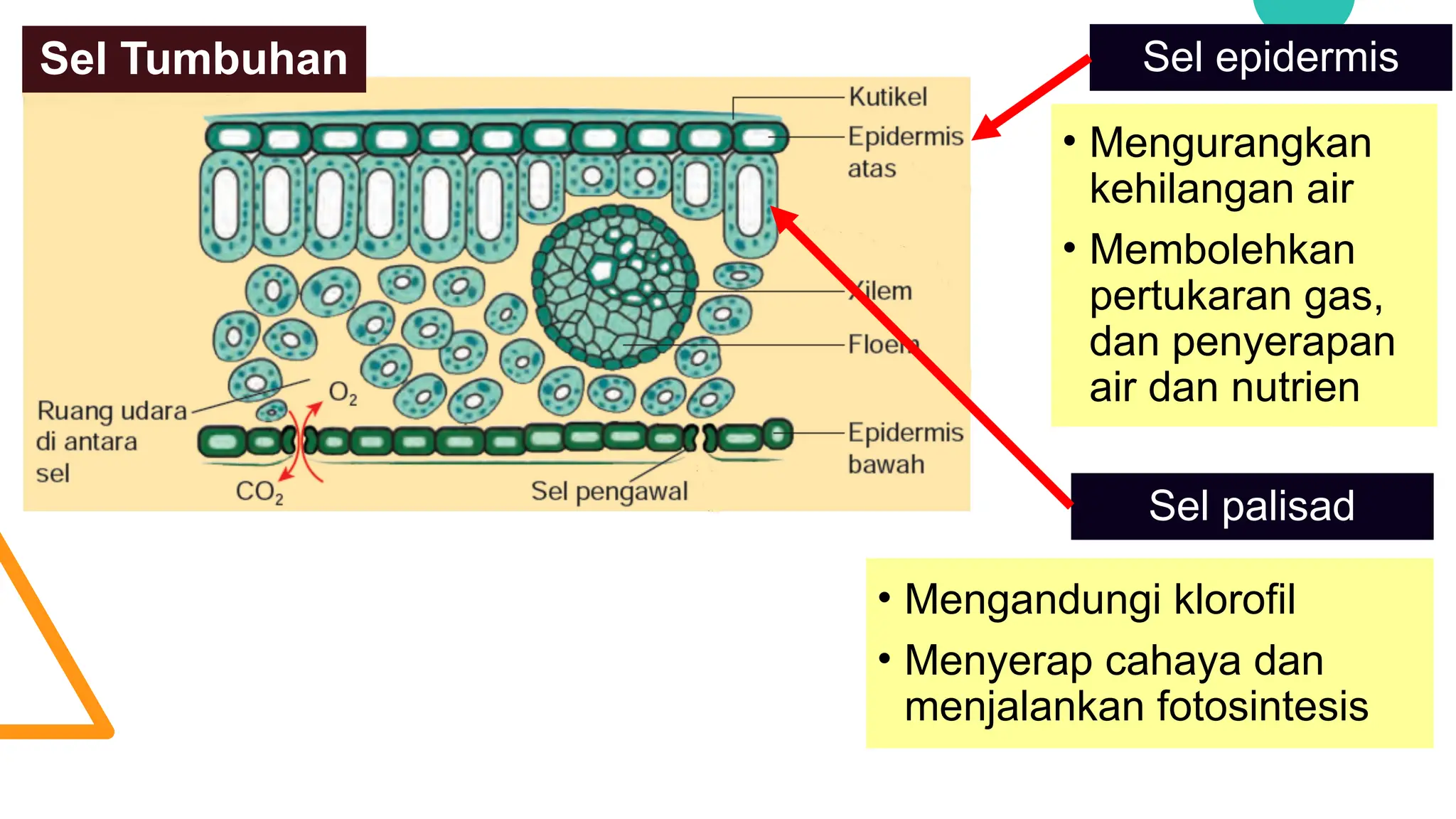 2.1 A_ Sel – Fungsi, Struktur dan Organisasi.pptx