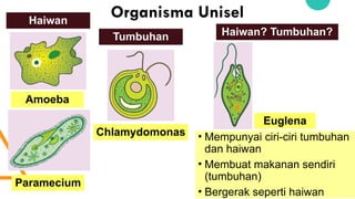 2.1 A_ Sel – Fungsi, Struktur dan Organisasi.pptx