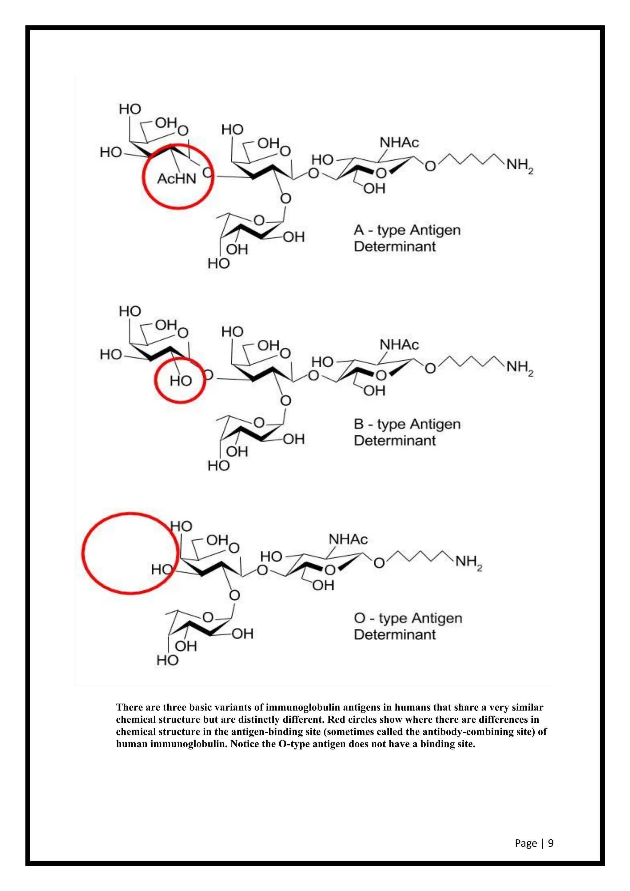 ABO Blood Grouping Biology Investigatory Project Class XII(12) | PDF
