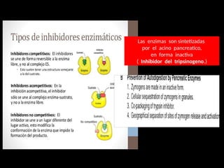 Histologia pancreatica y anotomopatologia pancreatica | PPTX
