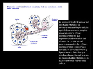 Histologia pancreatica y anotomopatologia pancreatica | PPTX
