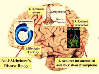 2. AINES.ANTIIFLAMATORIOS NO ESTEROIDEO. | PPT