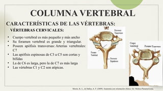 Anatomia Columna normal e inestable Neuroanatomia | PPTX
