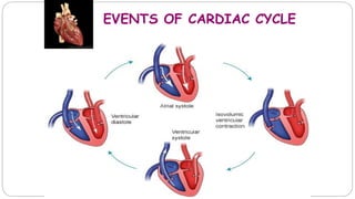 2. Cardiac Cycle The cardiac cycle .pptx