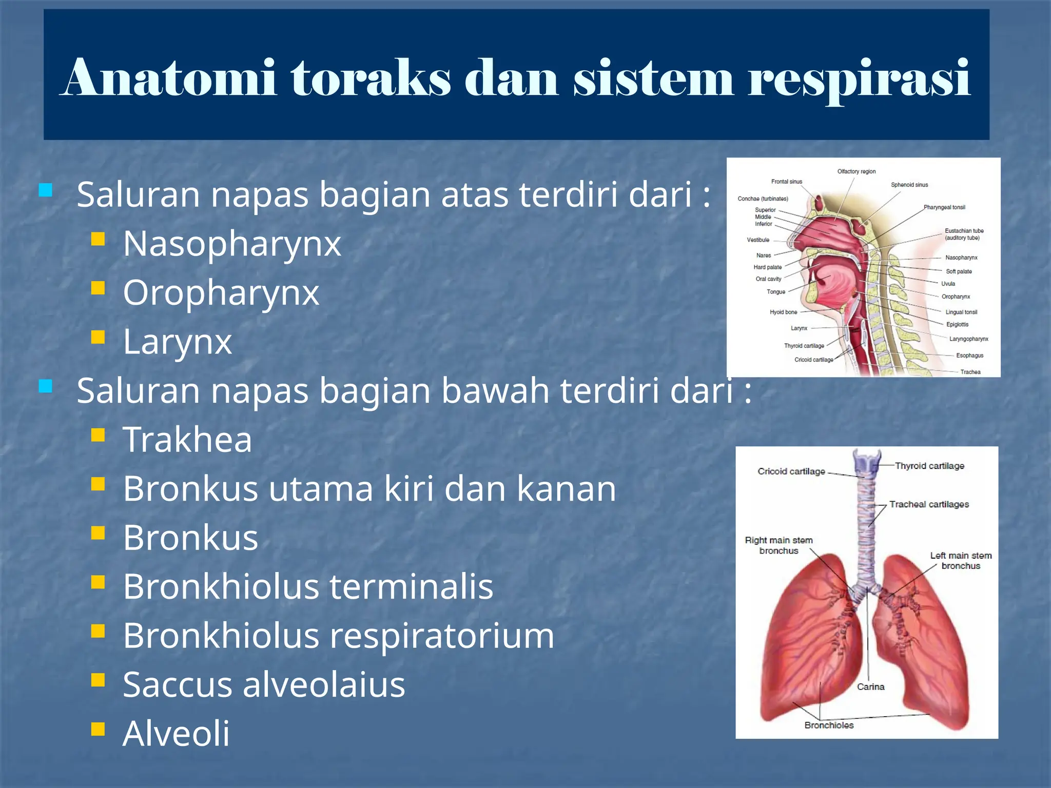 2.6.1.8 Pemeriksaan Fisik Diagnostik Paru.pptx
