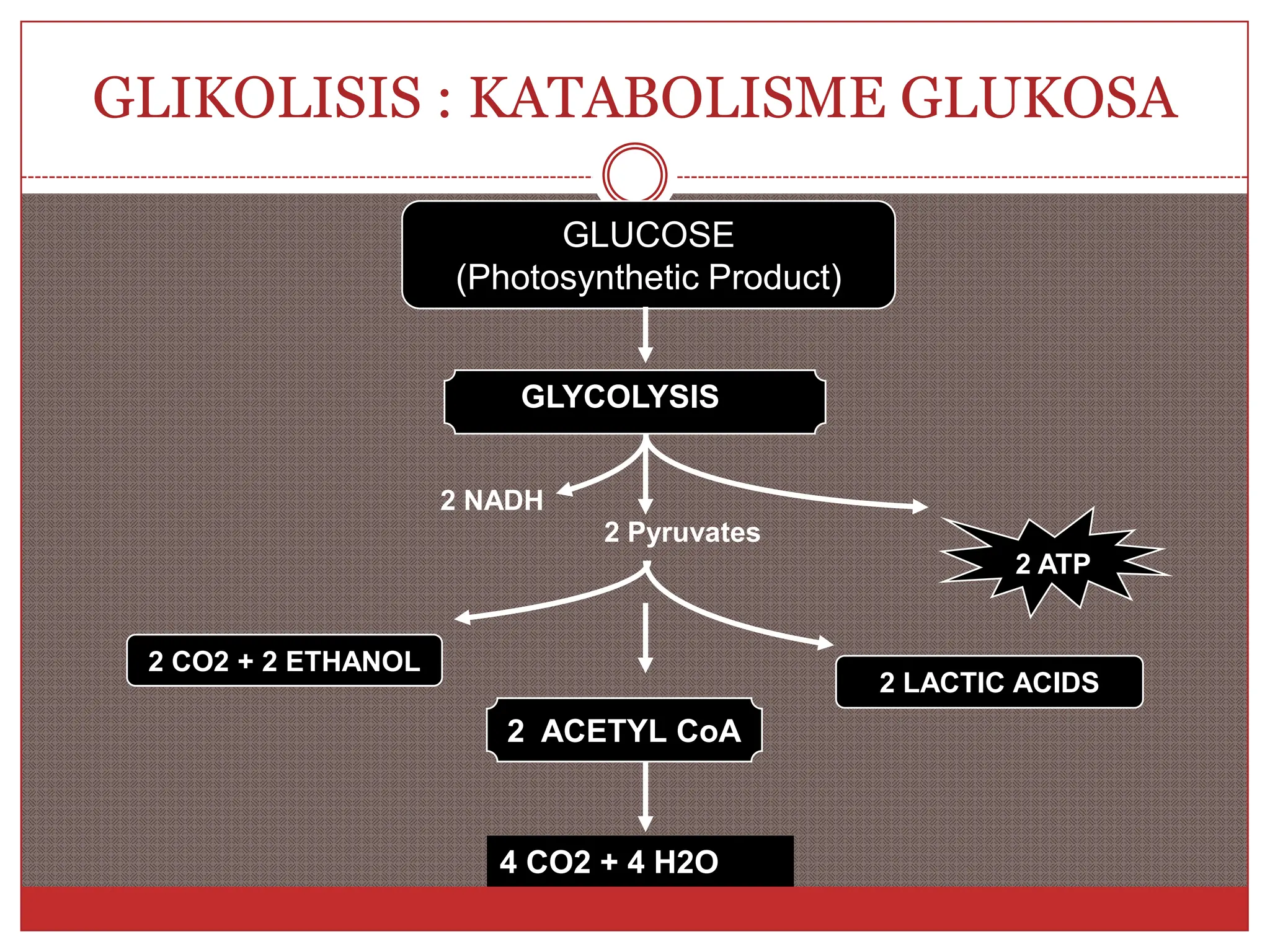Proses katabolisme karbohidrat dalam organisme | PPT