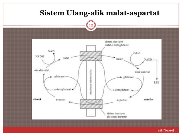 Proses katabolisme karbohidrat dalam organisme | PPT