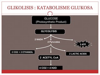 Proses katabolisme karbohidrat dalam organisme | PPT