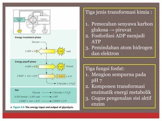 Proses katabolisme karbohidrat dalam organisme | PPT