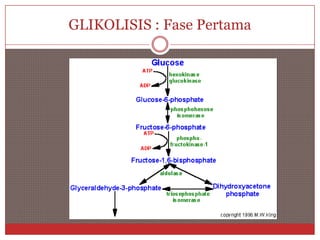 Proses katabolisme karbohidrat dalam organisme | PPT