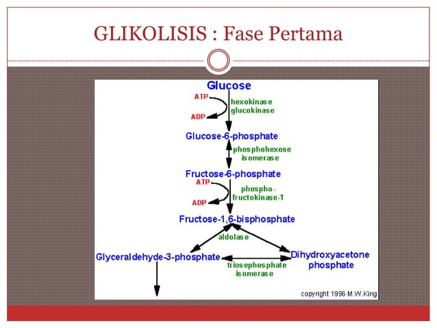 Proses katabolisme karbohidrat dalam organisme | PPT