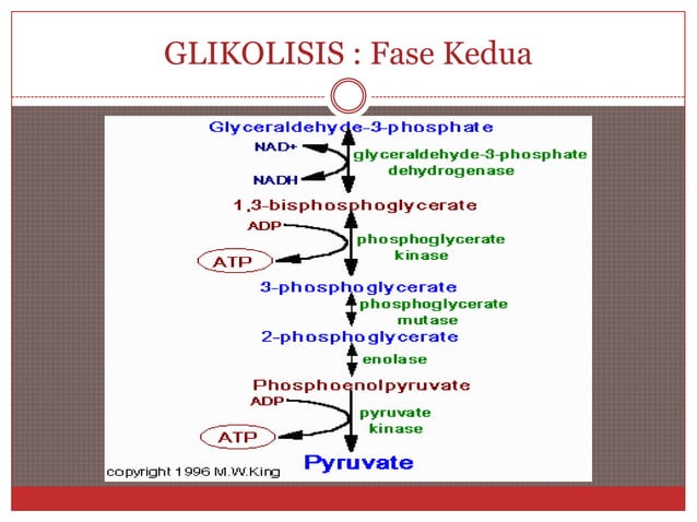 Proses katabolisme karbohidrat dalam organisme | PPT