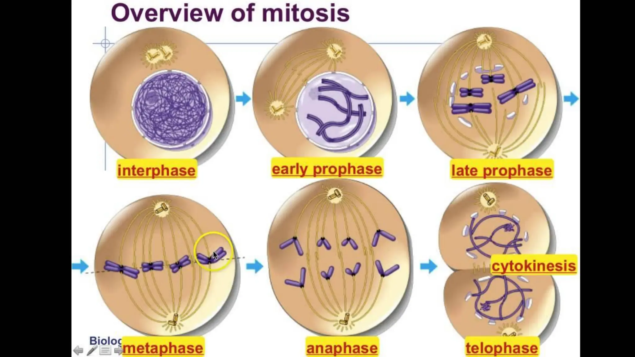 MITOSIS_General_Biology_1_Quarter_2_lesson_2.pdf