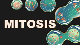 MITOSIS_General_Biology_1_Quarter_2_lesson_2.pdf