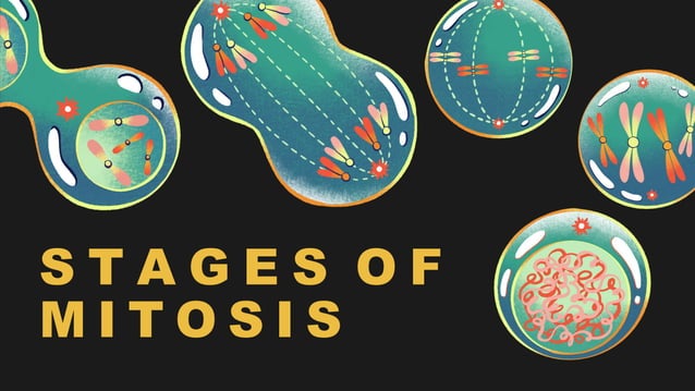 MITOSIS_General_Biology_1_Quarter_2_lesson_2.pdf
