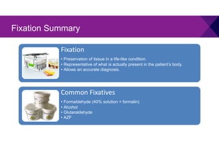 Fixation Histopathologyyyyyyyyyyyyyyyyyyyyyyyyyyyyy | PPT
