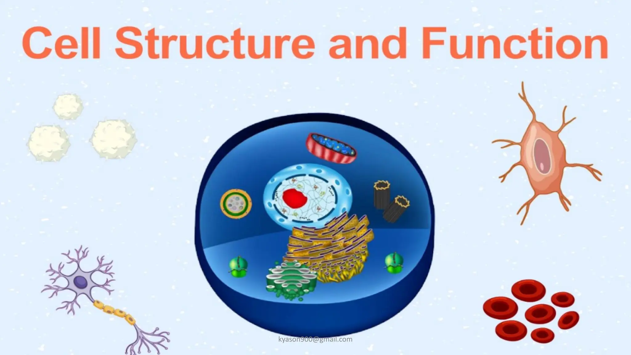 Cell structure and function basics in anatomy.pdf