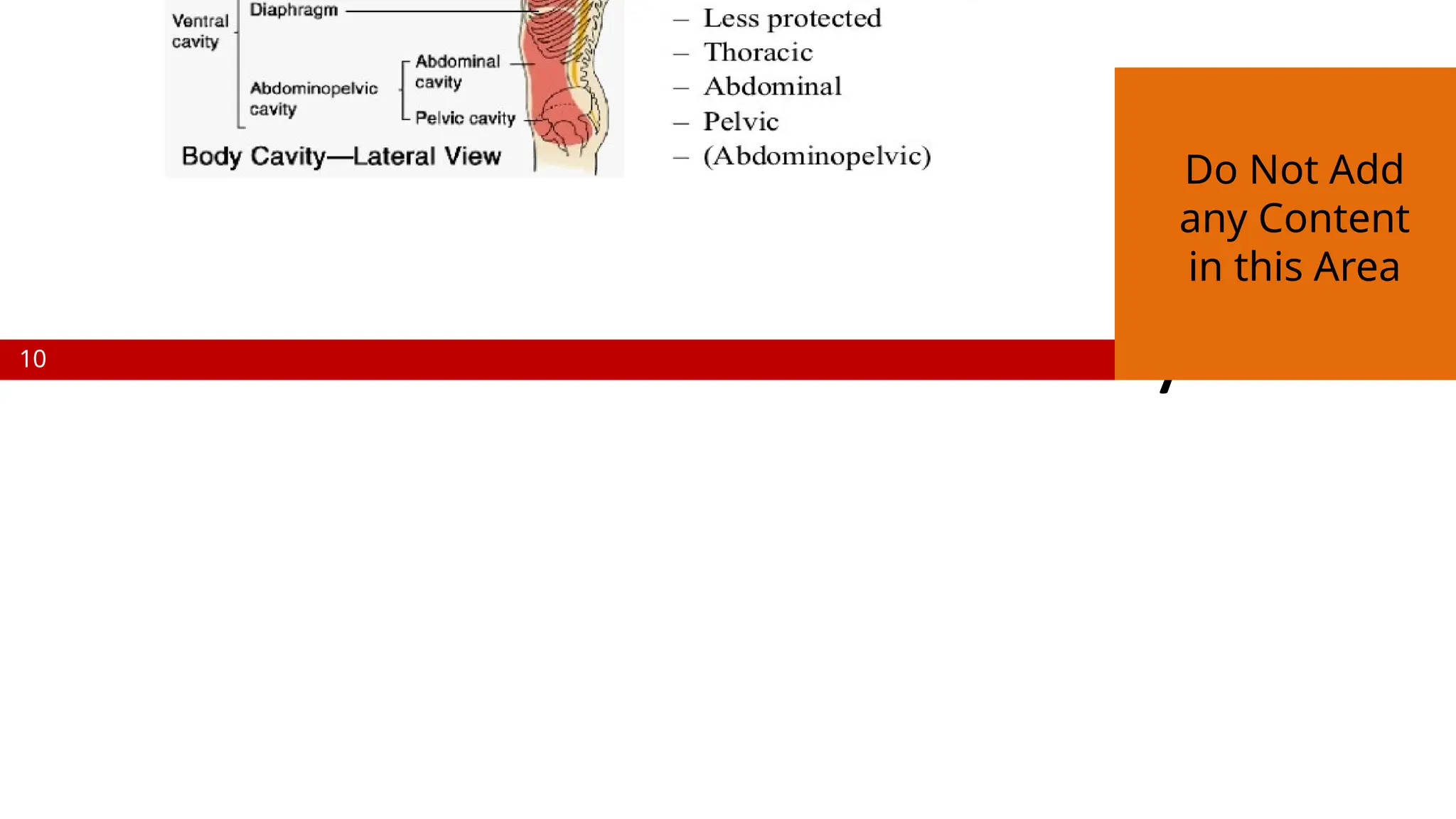 2. Basic Anatomical Terminology ppt .pptx