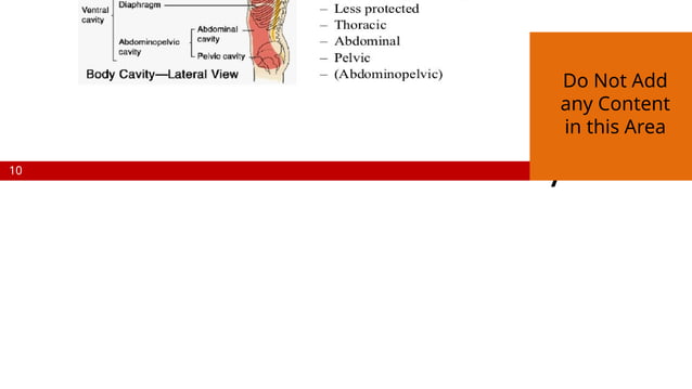 2. Basic Anatomical Terminology ppt .pptx | Death, Injury, or Military ...