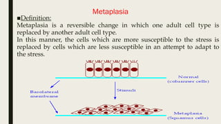 2. General Adaptation, Cell injury and cell death.pptx