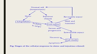 2. General Adaptation, Cell injury and cell death.pptx