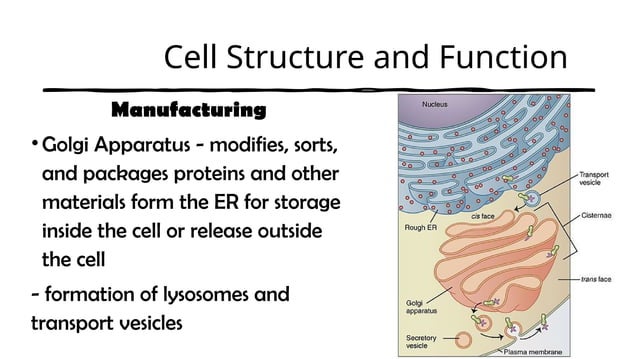 A Powerpoint Presentation of Cell Structure and Function | PPTX
