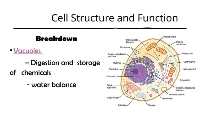 A Powerpoint Presentation of Cell Structure and Function | PPT