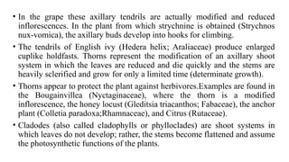 2.Angiosperm Education University D.G Khan | PPT