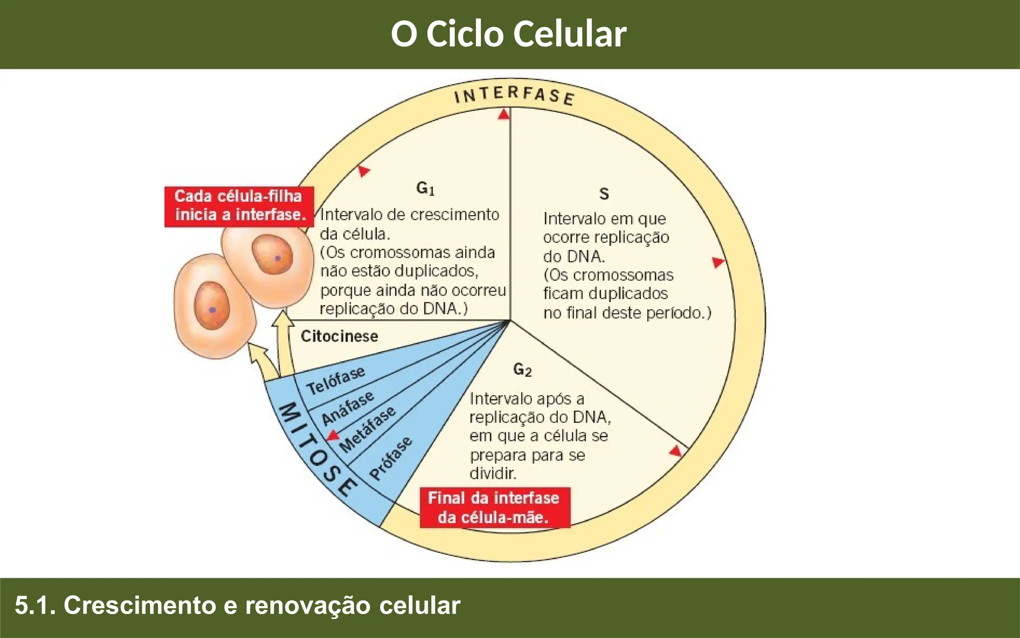CICLO CELULAR FASES DO CICLO CELULAR - MITOSE | PPTX