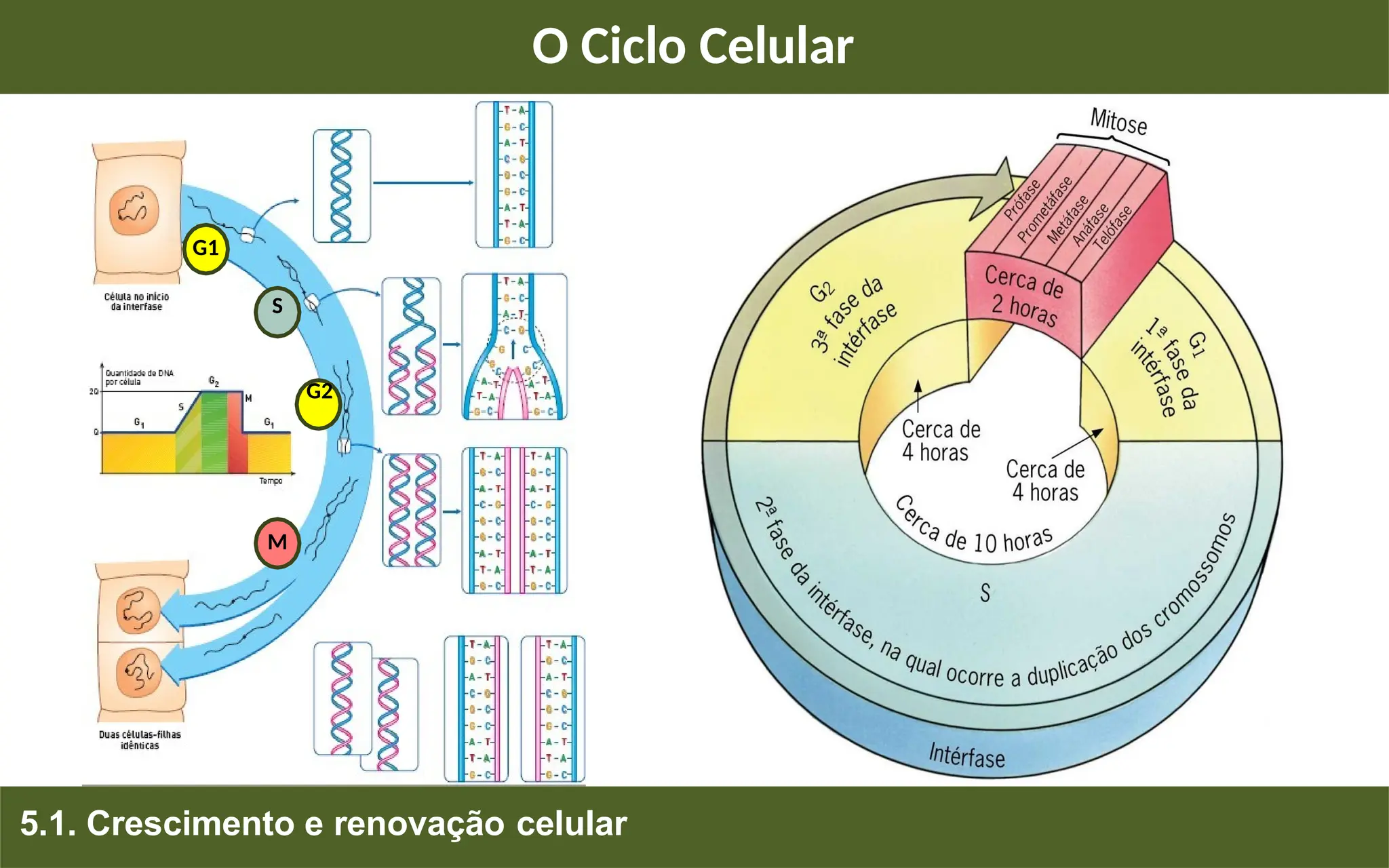CICLO CELULAR FASES DO CICLO CELULAR - MITOSE | PPTX