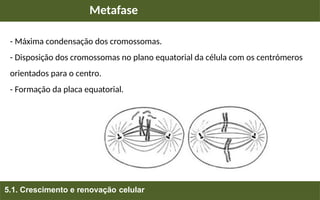 CICLO CELULAR FASES DO CICLO CELULAR - MITOSE | PPTX