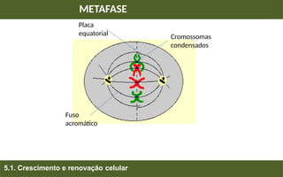 CICLO CELULAR FASES DO CICLO CELULAR - MITOSE | PPTX