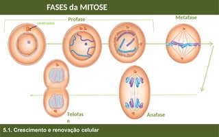 CICLO CELULAR FASES DO CICLO CELULAR - MITOSE | PPTX