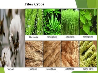 2.Agronomic Crops. Their types and uses. | PPTX