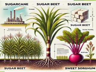 2.Agronomic Crops. Their types and uses. | PPTX