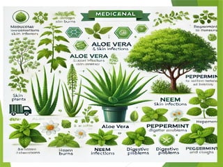 2.Agronomic Crops. Their types and uses. | PPTX