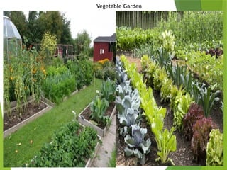 2.Agronomic Crops. Their types and uses. | PPTX