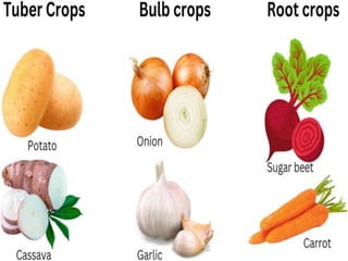 2.Agronomic Crops. Their types and uses. | PPTX