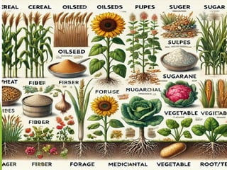 2.Agronomic Crops. Their types and uses. | PPTX