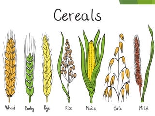 2.Agronomic Crops. Their types and uses. | PPTX
