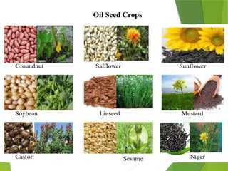 2.Agronomic Crops. Their types and uses. | PPTX