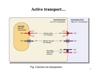2. transport across membrane across the plama membrane.ppt