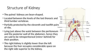 2. Urinary System (1).pptx by sir waqar ahmed | PPTX