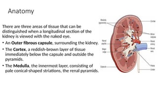 2. Urinary System (1).pptx by sir waqar ahmed | PPTX