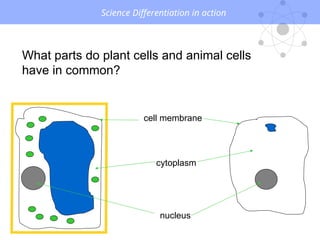 brown fox jumps over the fences in cells | PPT
