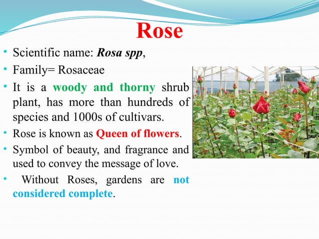 2. Rose production Cultivation final.pptx