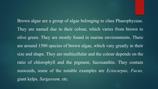 2. Brown Algae.pdf....................... | PPT
